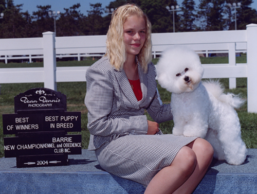 Starlit Bichon Frise, Whitby, Ontario